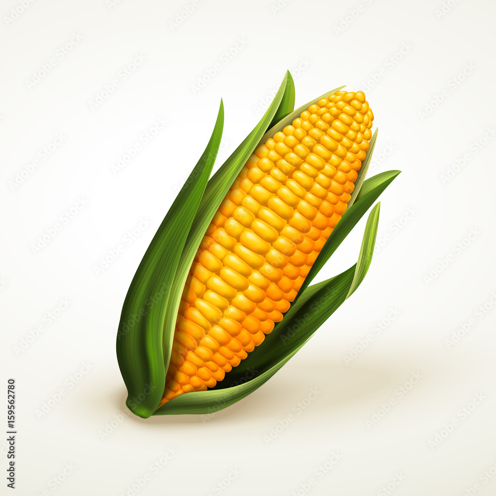 corn realistic illustration Stock Vector | Adobe Stock