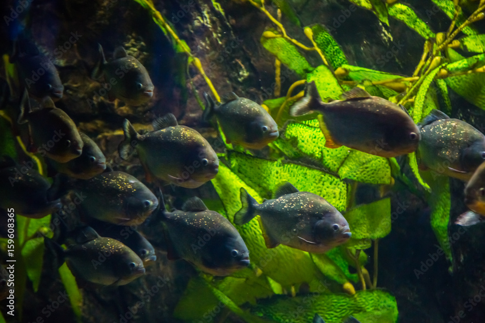 Tropical fish piranha with algae in blue water. Beautiful background of ...