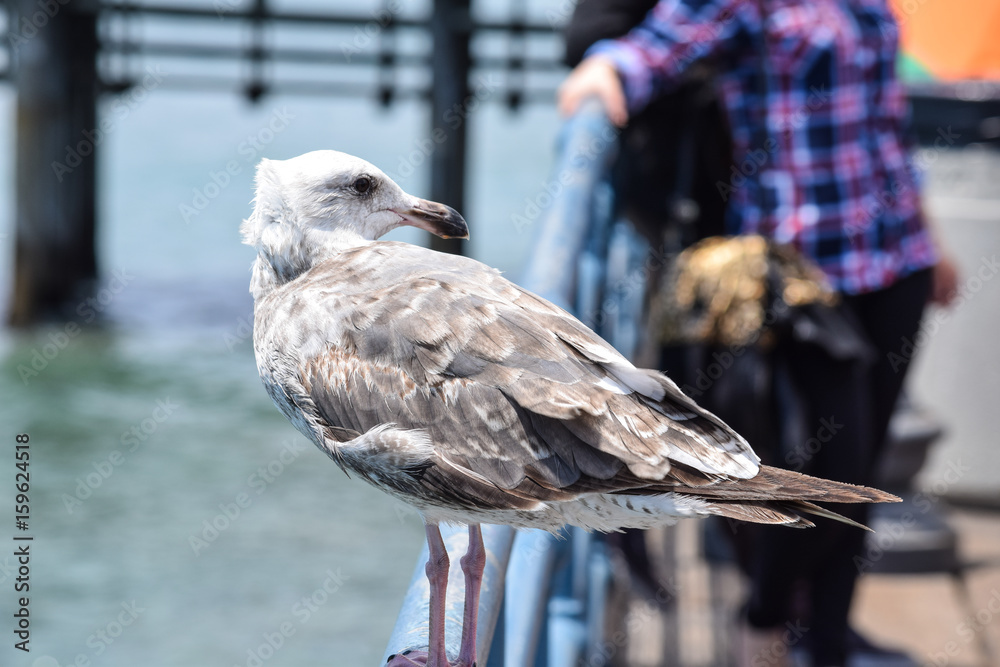 Female Seagull