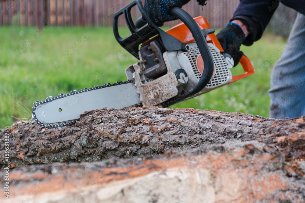 To saw a tree gasoline saw. The man saws a tree. The forester with a ...