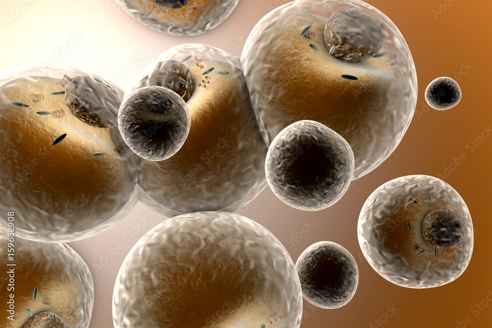Fat Cells Stock Illustration | Adobe Stock