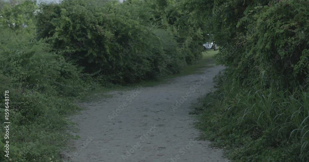 Video Stock Walking down sandy beach path in a forest | Adobe Stock