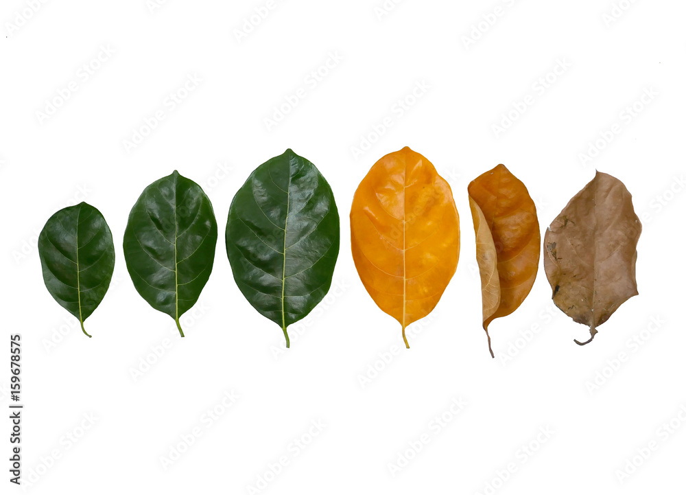 Stages of life. Leaves of different age on white background. Concept of ...