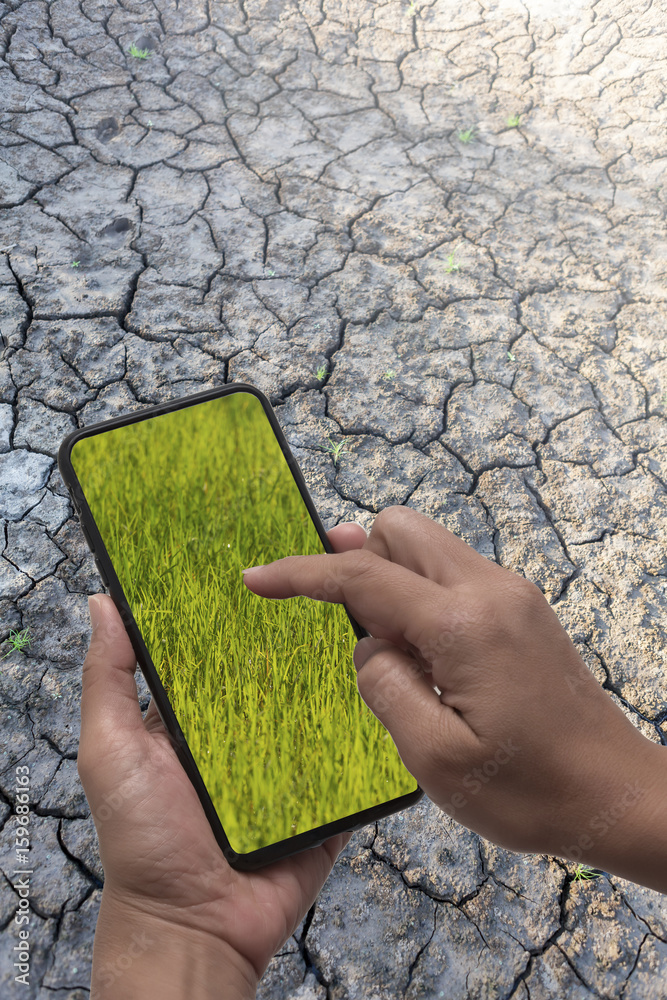 Smartphone in hands display show green rice field on a dry and cracked ...