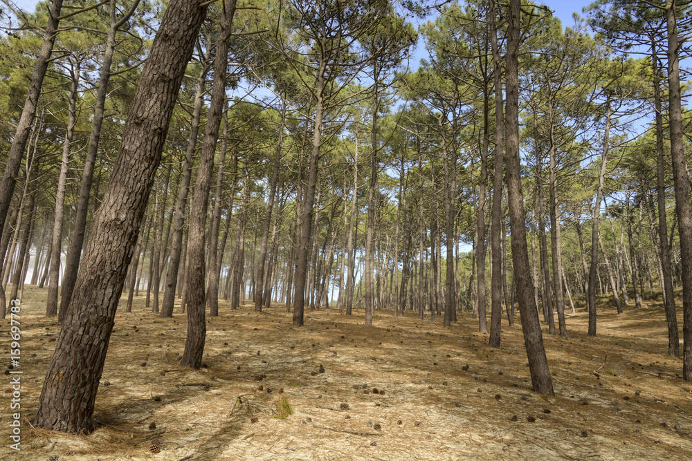 Foto de Pin maritime, Pin des Landes, Pinus pinaster, Foret Landaise ...