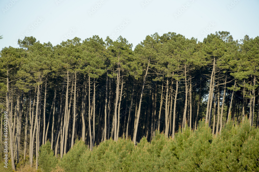 Pin maritime, Pin des Landes, Pinus pinaster, Foret Landaise, 33, Gironde Stock Photo | Adobe Stock