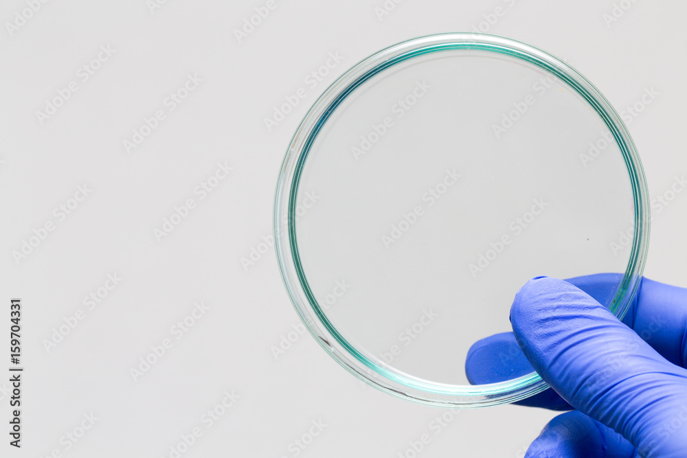Empty petri dish for growing cultures of microorganisms in doctor hand ...