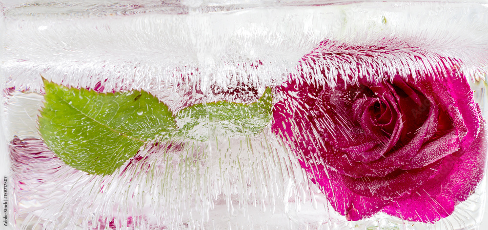 The composition of red roses frozen in ice on a black background Stock ...