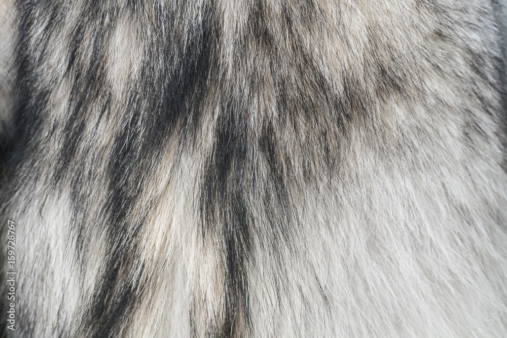 White Wolf Fur Texture