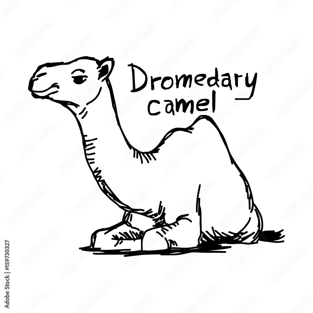 Sitting Camel Drawing