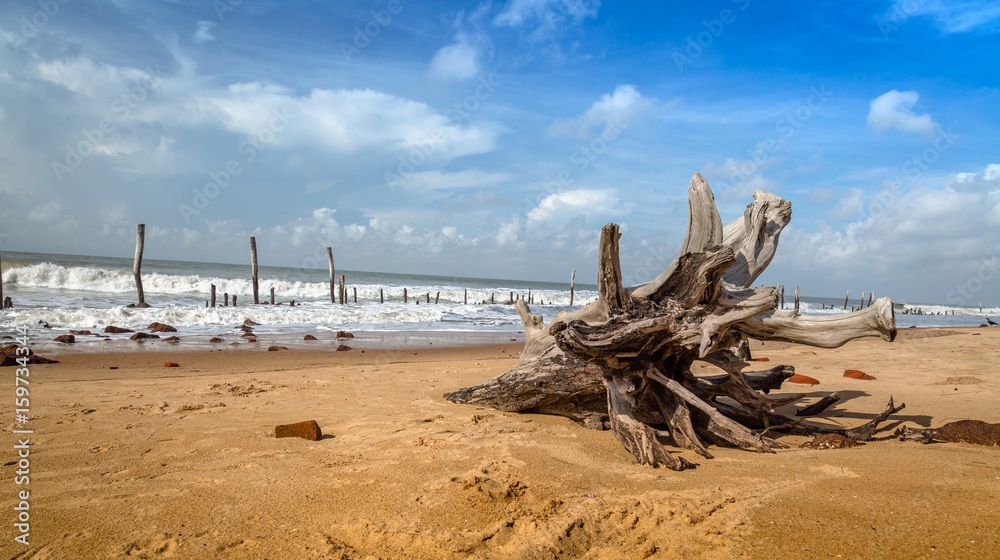 Scenic Indian sea beach with moody sky and an uprooted tree trunk on ...