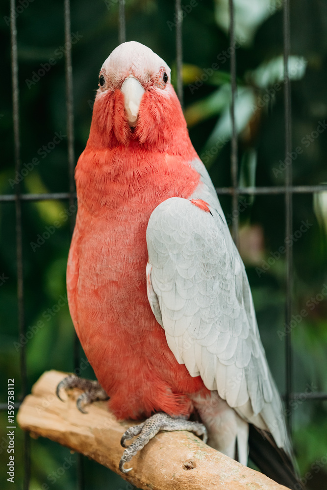 Galah Or Eolophus Roseicapilla, Also Known As The Rose-breasted ...