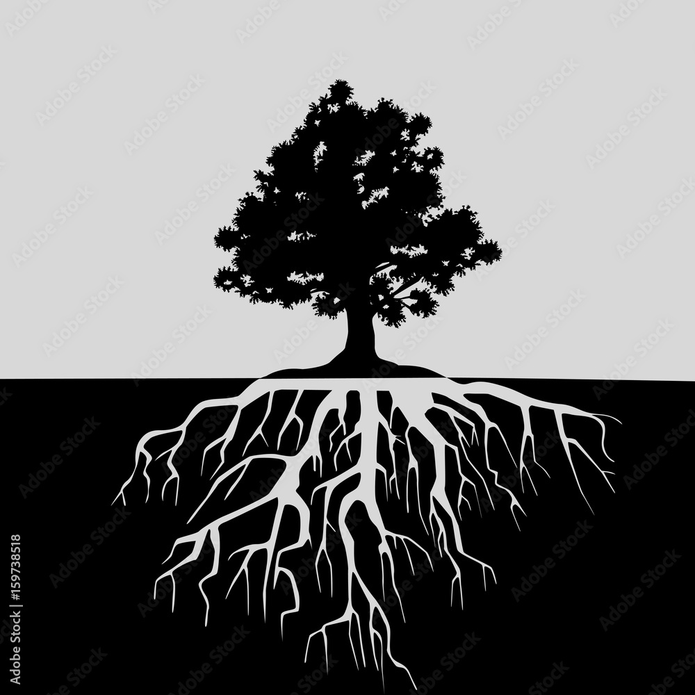 Split view of oak tree and its roots. Black and white illustration ...
