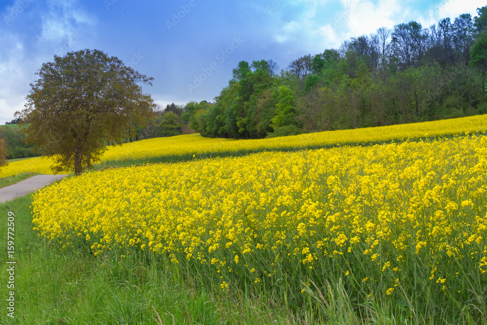 Champ de colza Stock Photo | Adobe Stock