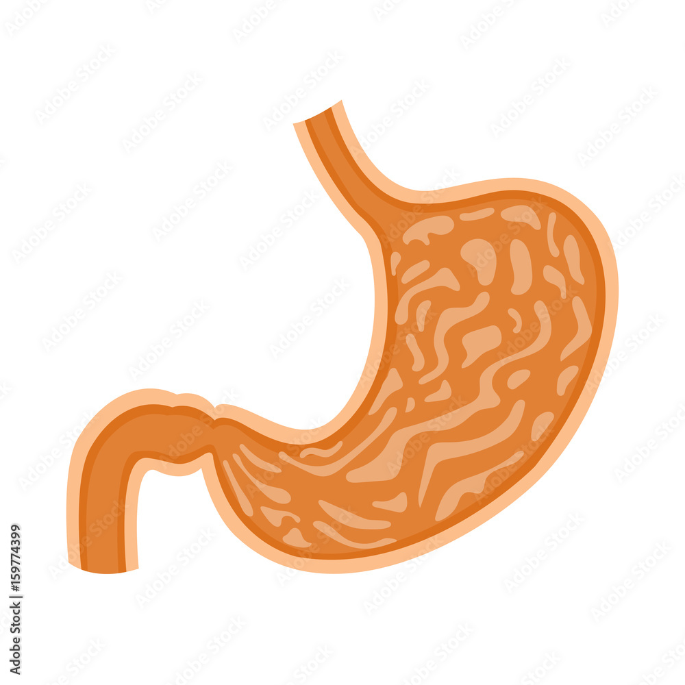Illustration of Inside Human Stomach, Stomach, Internal Organs, Body ...