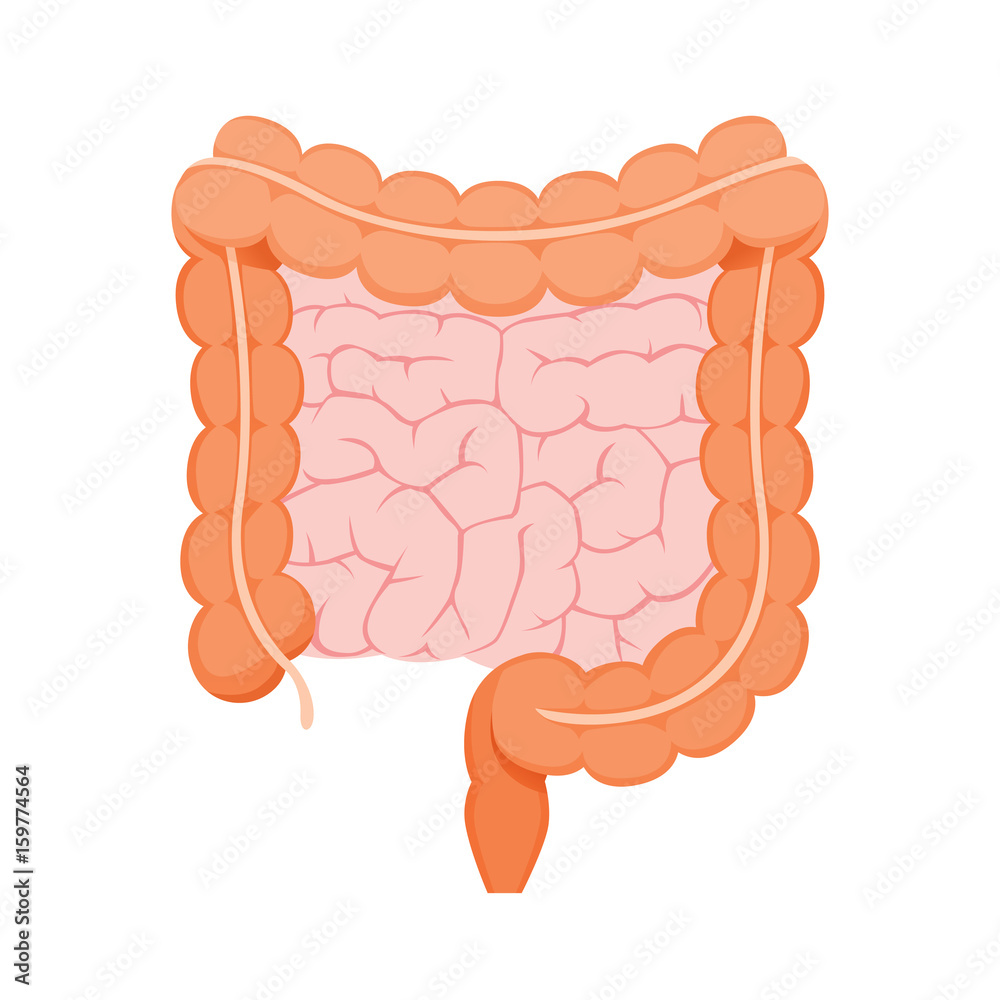 Illustration Of Large And Small Human Intestine, Appendix, Internal ...