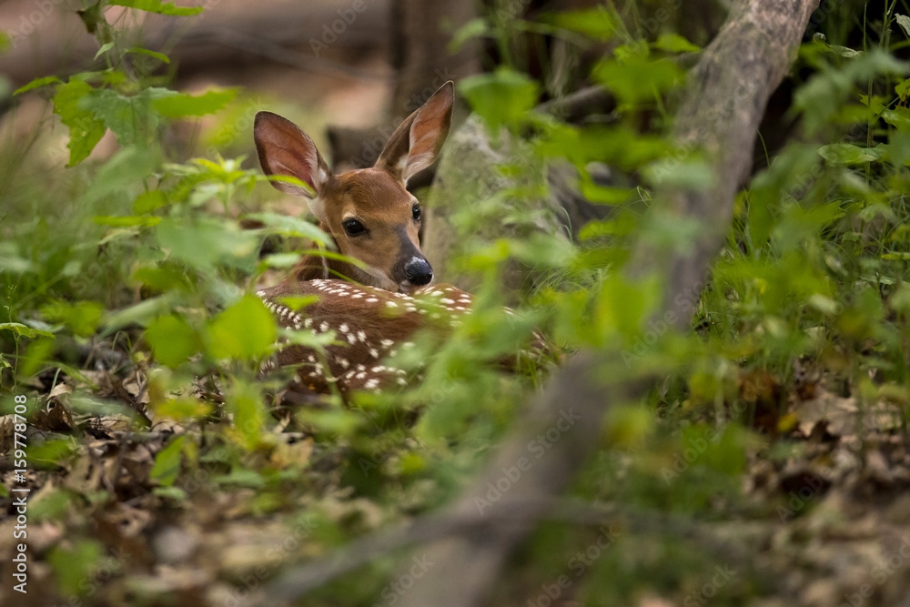Fawn Deer Hidden in the Forest Stock Photo | Adobe Stock