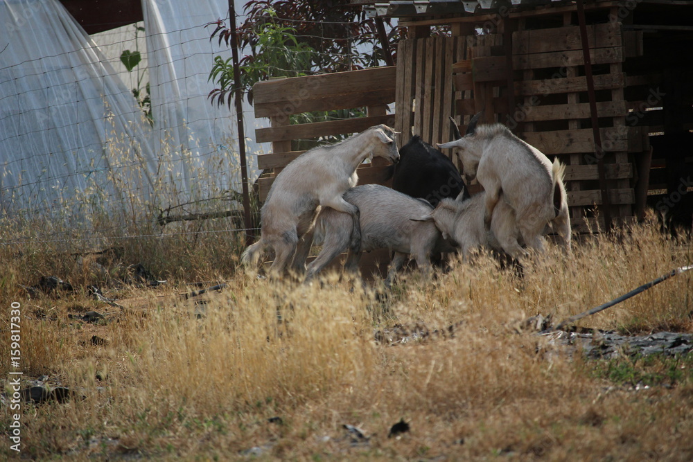 accouplement de chèvres et bouc Stock Photo | Adobe Stock