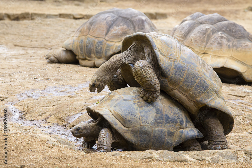 Two giant turtles, dipsochelys gigantea making love in island Mauritius ...