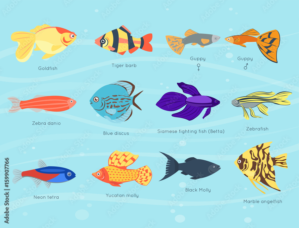 Exotic tropical fish different colors underwater ocean species aquatic ...