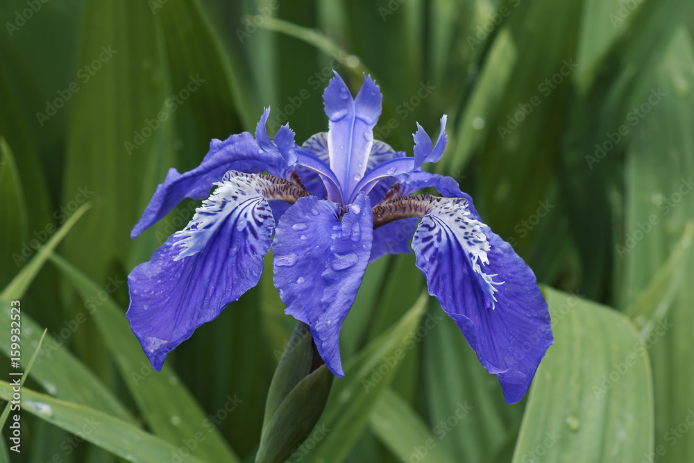 Roof iris (Iris tectorum). Called Japanese roof iris and Wall iris also ...