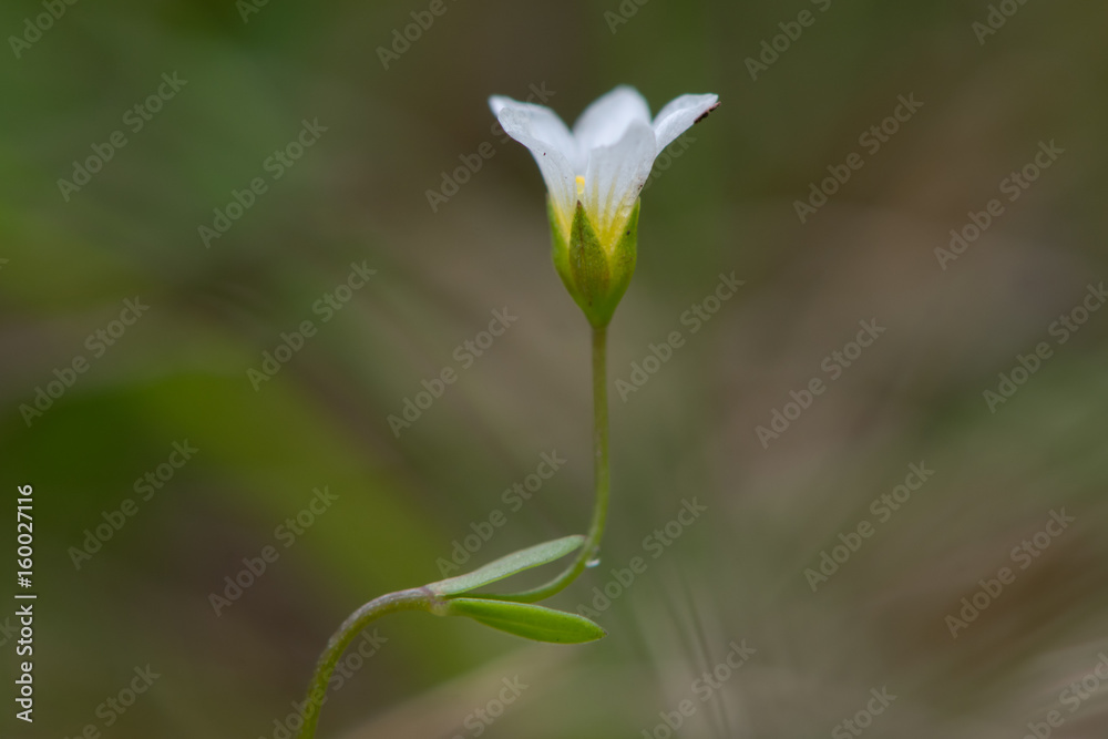 Fairy flax (Linum catharticum) flower. Small plant of calcareous ...