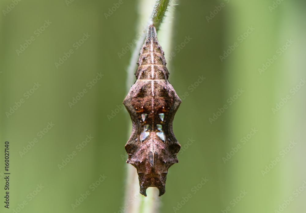 Comma butterfly (Polygonia c-album) pupa front. Chrysalis of insect in ...