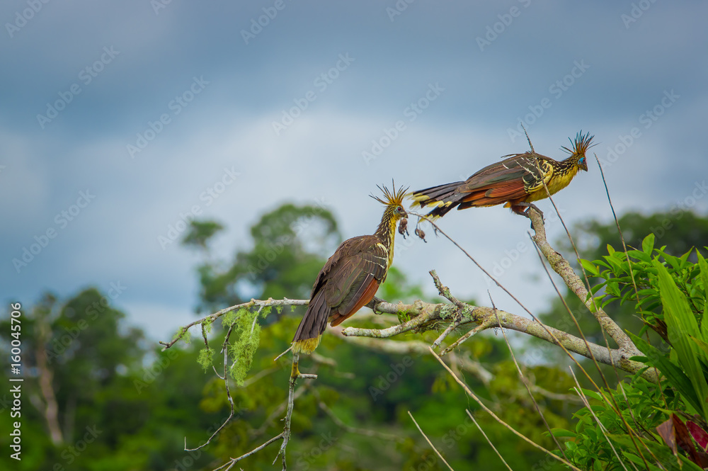 Group of hoatzins, episthocomus hoazin, endemic bird sitting on a ...