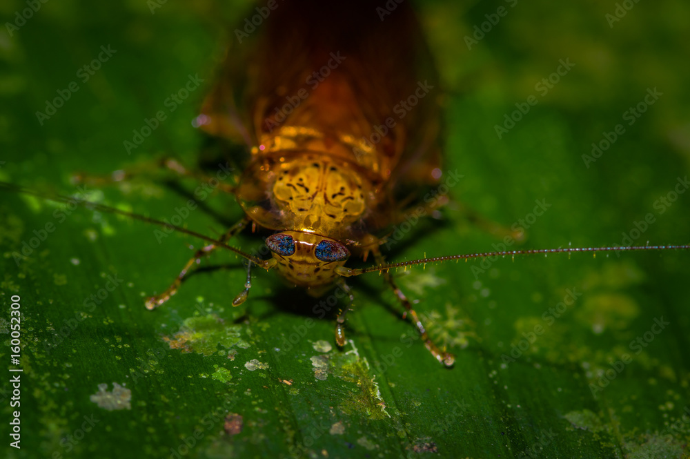 Cockroaches from the equatorial humid equatorial rain forest of South ...