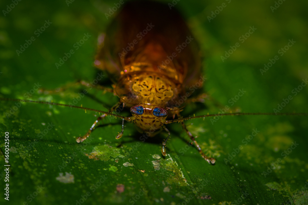 Cockroaches from the equatorial humid equatorial rain forest of South ...