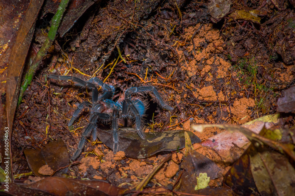 The most beautiful tarantula species in the world, the Martinique bird ...