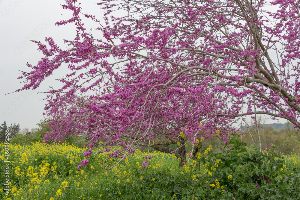 Judas tree at Ein Afek nature reserve Stock Photo | Adobe Stock