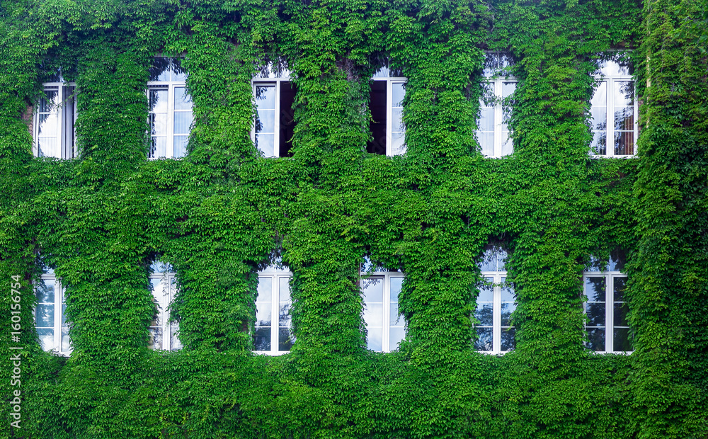 Green wall in a sustainable building, with vertical garden in the ...