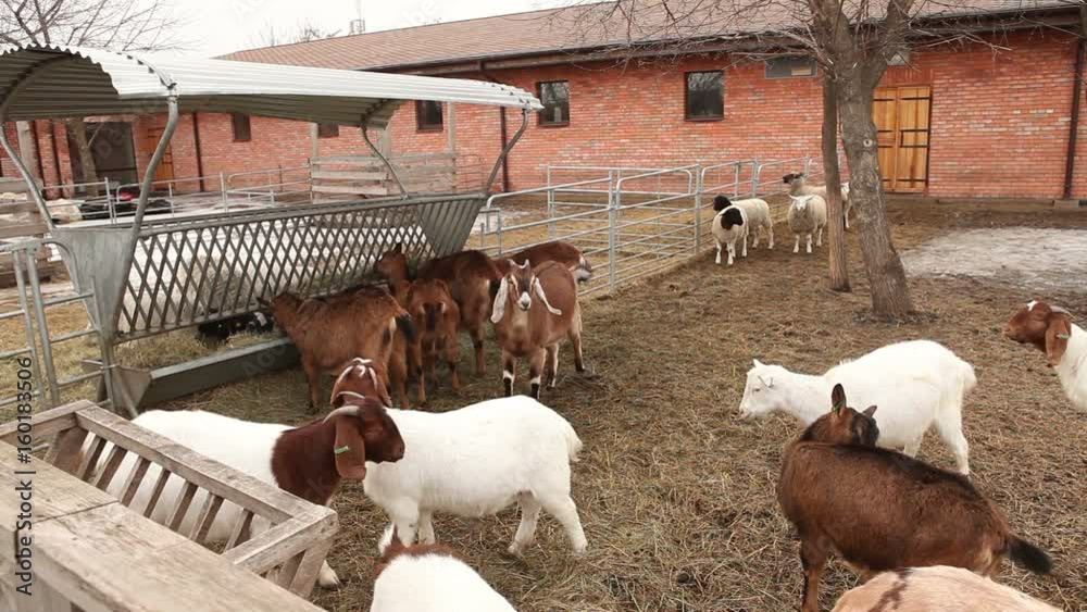 Goat breeding on dairy goat farm with wooden fence. Dairy goat farm ...