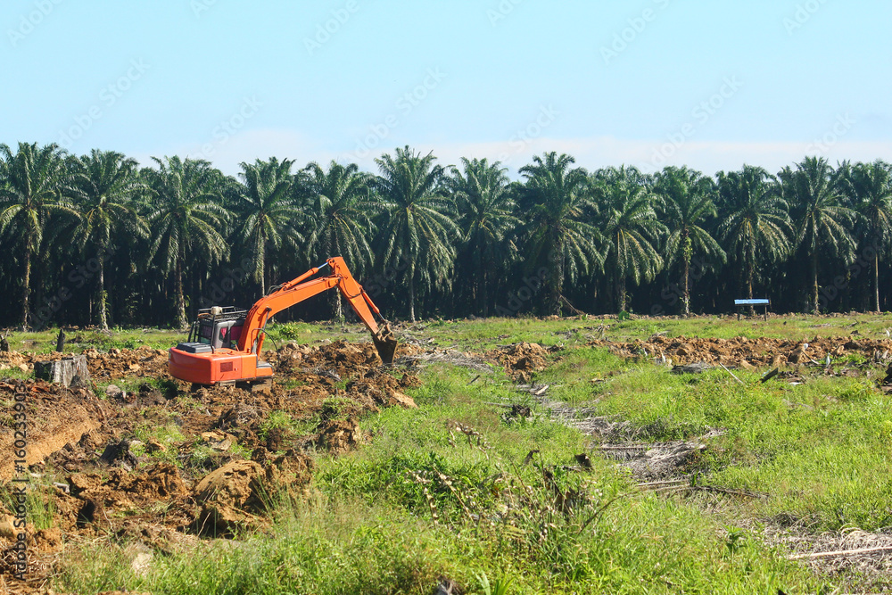 Land clearing at oil palm plantation Stock Photo | Adobe Stock
