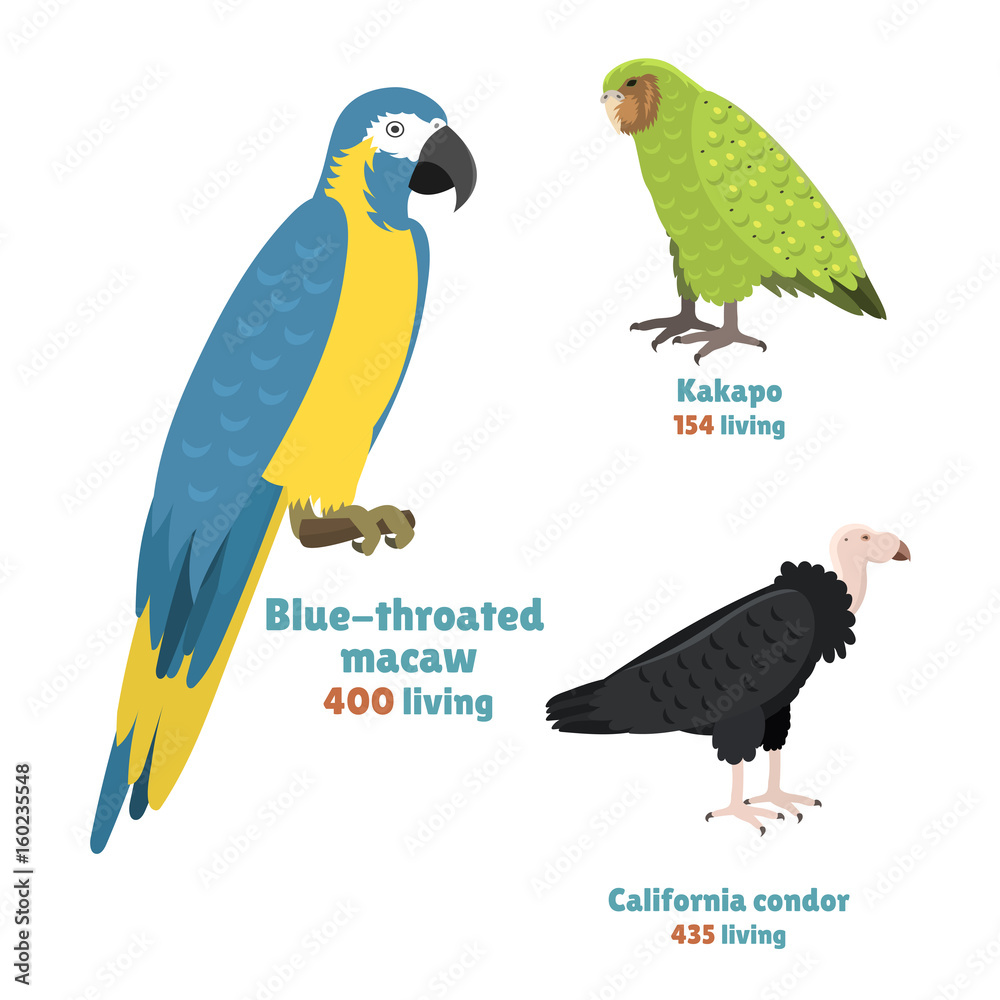 Kakapo Cartoon