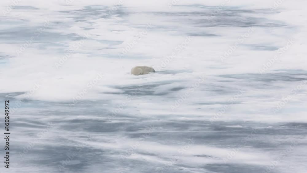 Hunting of large carnivores. Polar bear is lying near hole of seal in ...
