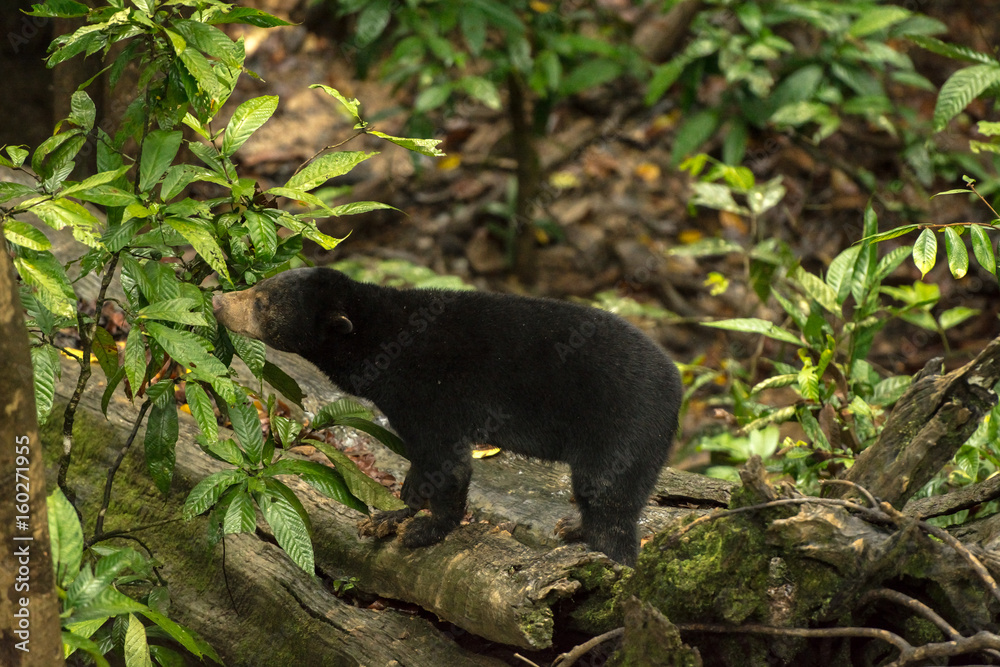 Foto de Sun bear at the Borneon Sun Bear Conservation Centre at Sepilok ...