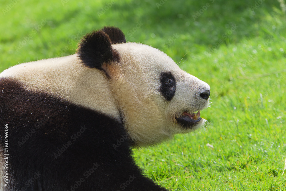 Giant panda, head Stock Photo | Adobe Stock