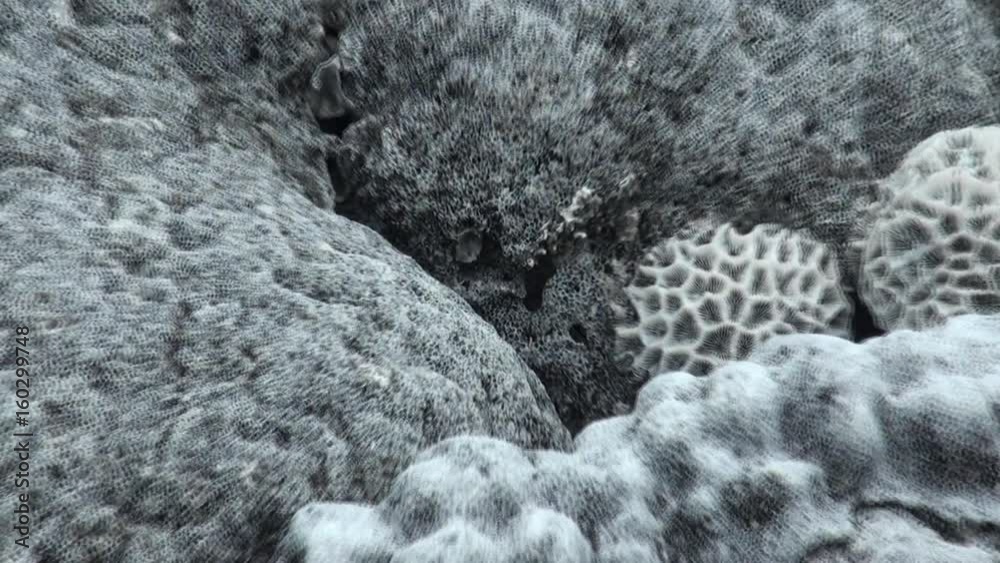 A large coral in Penghu, Taiwan. They use corals to build their houses ...