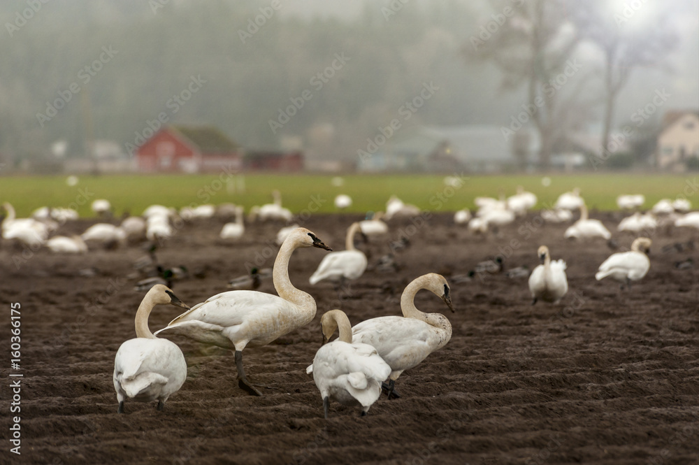 Trumpeter Swans in the Skagit Valley, Washington. One of Washington’s ...