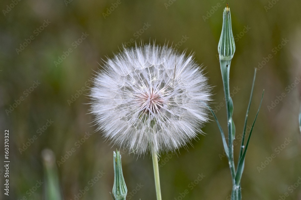 Red seeded dandelion (Taraxacum erythrospermum) before bloom Stock ...