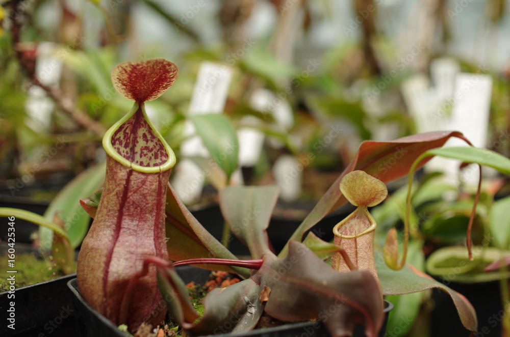 Nepenthes benstonei, carnivorous plant, tropical pitcher endemic to ...
