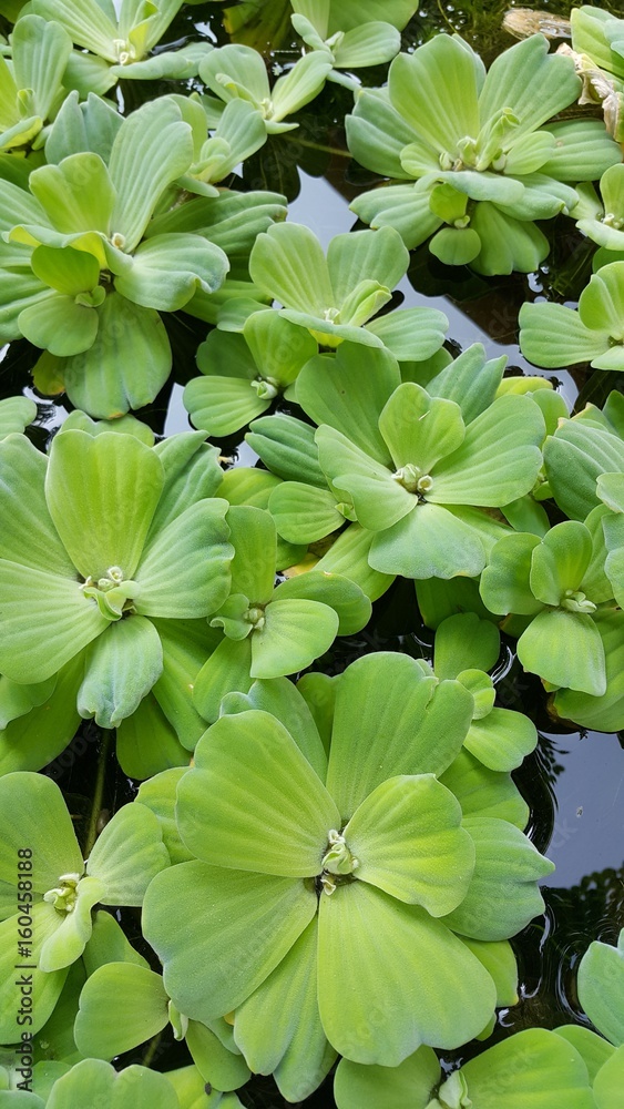 duckweed, aquatic plants. Stock Photo | Adobe Stock