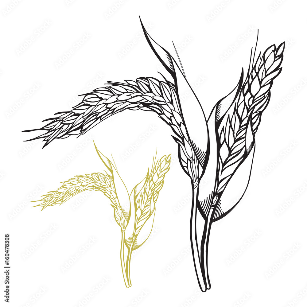 Hand drawn sketch of wheat seeds and stem Vector Stock Vector | Adobe Stock