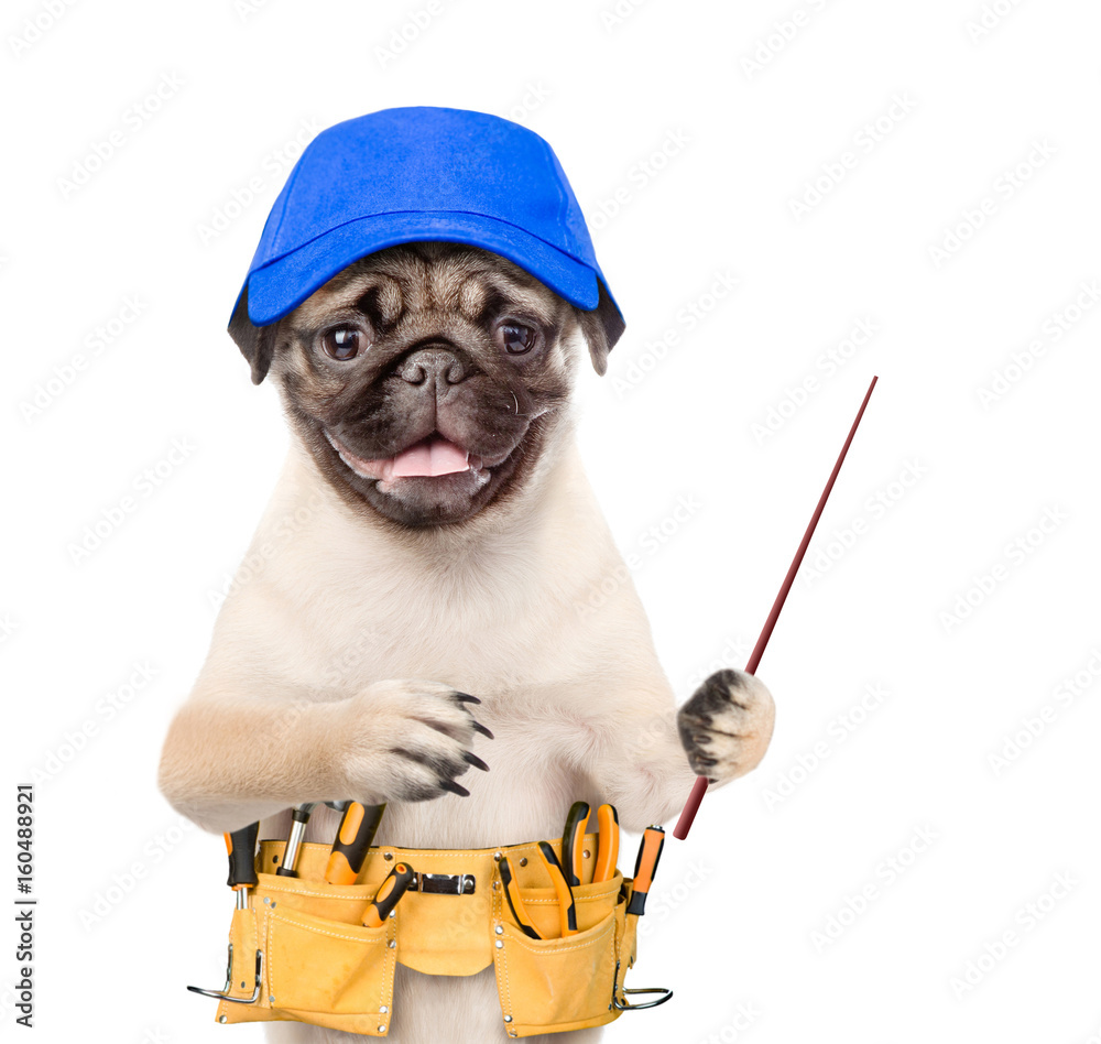 Dog with a tool belt and pointing stick. isolated on white background ...