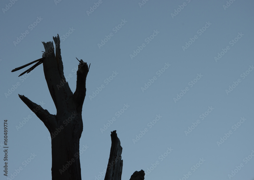Broken tree in silhouette against twilight sky Stock Photo | Adobe Stock