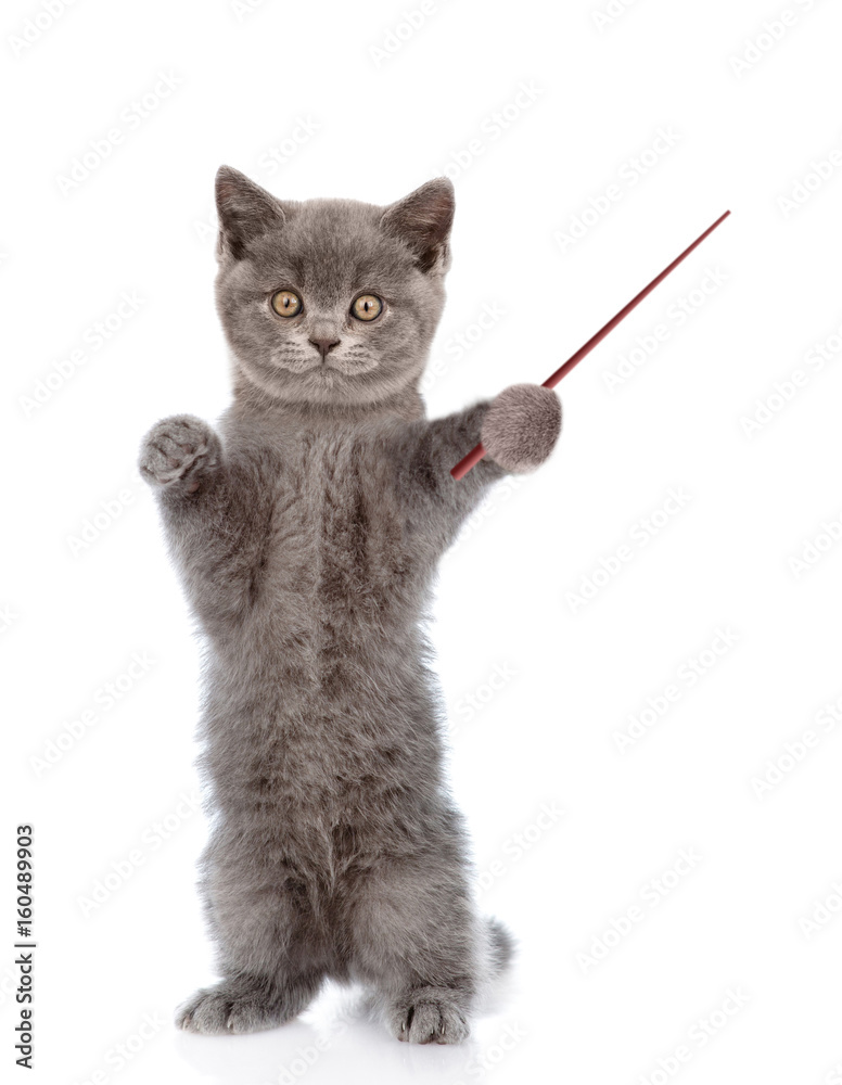 Cat holding a pointing stick. isolated on white background Stock Photo ...