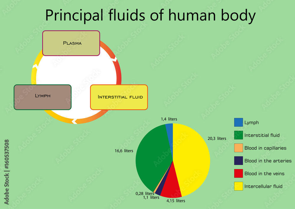 Principal fluids of human body Stock Vector | Adobe Stock