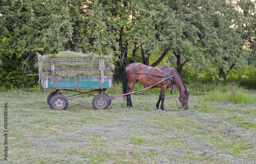 Male horse is in harness to pull a hay wagon. Stock Photo | Adobe Stock
